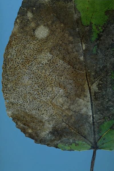 Black Cottonwood