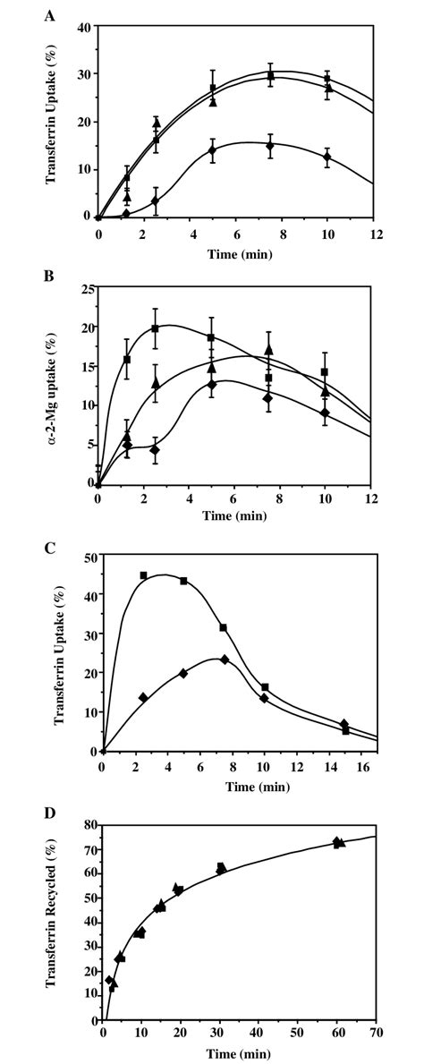 Effect Of Cytochalasin D On The Internalization Of Transferrin And