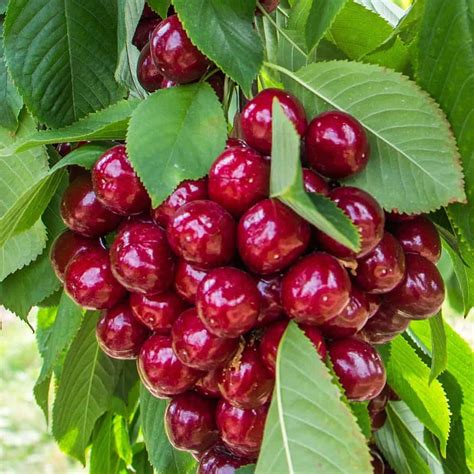 Black Cherry Fruit Tree