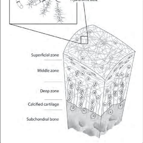 Osteocyte Morphology With Long Dendrite Like Processes Extending Into Download Scientific