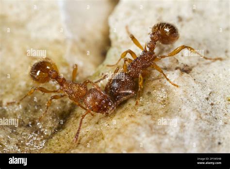 Sabre Thorned Knot Ant Sabre Thorned Knot Ant Sabre Thorned Knot Ants