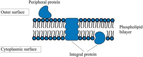 Membrane Protein Molecule Interaction Analysis Service Mtoz Biolabs