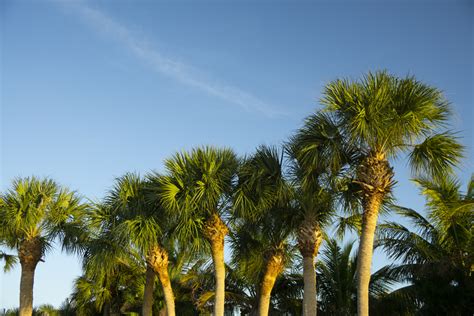 Types Of Palm Trees In Florida 34 Types Of Palm Trees In Florida With