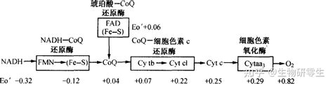 一文读懂电子传递和氧化磷酸化！ 知乎
