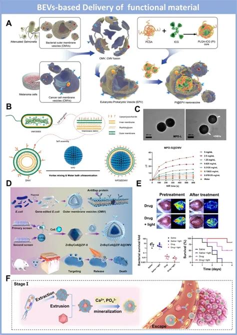 细菌外囊泡：下一代生物治疗技术突破口？ 知乎