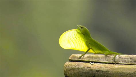 Anole Annals 2020 Calendars Now Available Anole Annals