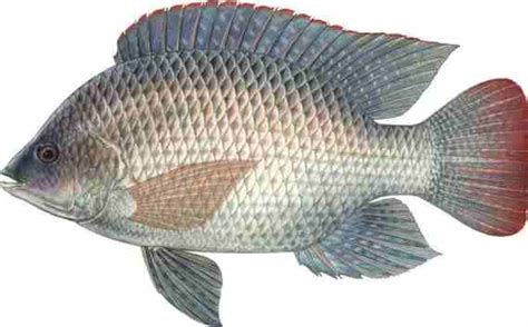 Tilapia Fish Farming Information Guide For Beginners Asia Farming