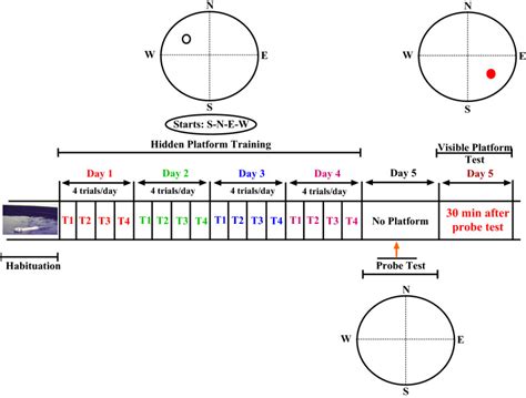 Sex Differences In Spatial Learning And Memory And Hippocampal Long