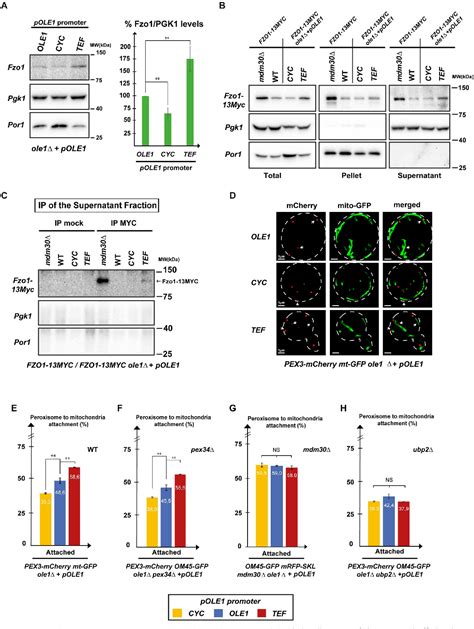 Figure 3 From Mitofusin Mediated Contacts Between Mitochondria And