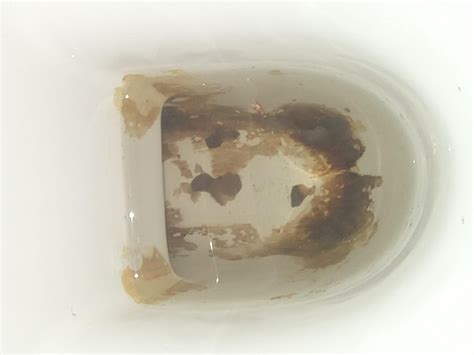 How To Keep Toilet Bowl Clean While On Vacation Spotless Tips