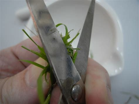 Chromatography Of Chlorophyll Chemlegin