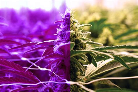 Blurple Grow Lights What Are They And Are They A Good Choice