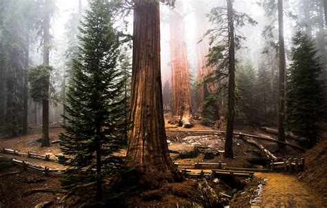 Redwood Trees Wallpapers Wallpaper Cave