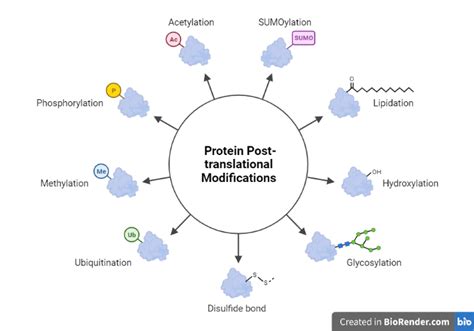 Translation Or Protein Synthesis Components Stages Inhibitors
