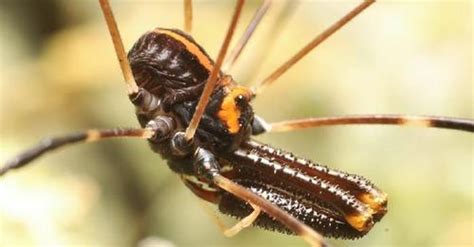 Meet The New Arachnid With 3 Different Types Of Rhamphotheca