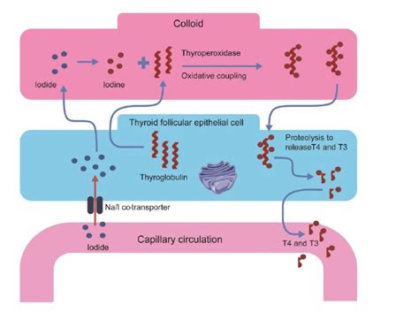 What Is Thyroxine Creative Diagnostics