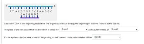 Solved A Strand Of DNA Is Just Beginning Replication The Chegg
