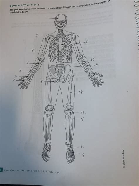 Bio Lab Skeleton Pt 2 Diagram Quizlet