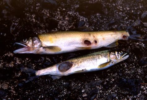 Flavobacterium Junglekeyfr Image