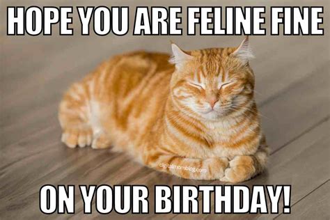 Kitten Birthday Meme
