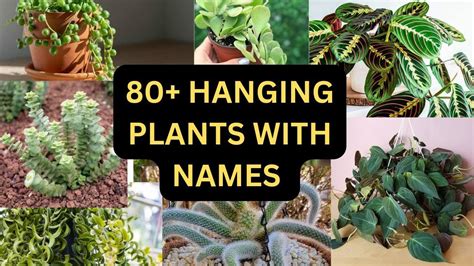 80 Plants For Hanging Basket With Names Hanging Plants For Balcony