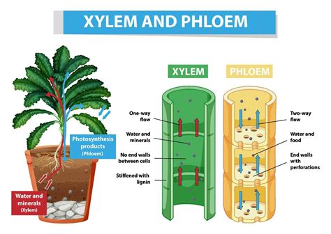 What Is The Function Of The Xylem And Phloem In A Plant Cell Diagram