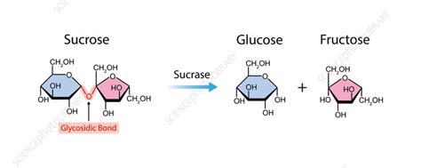 Sucrase Enzyme Function Illustration Stock Image F0428100
