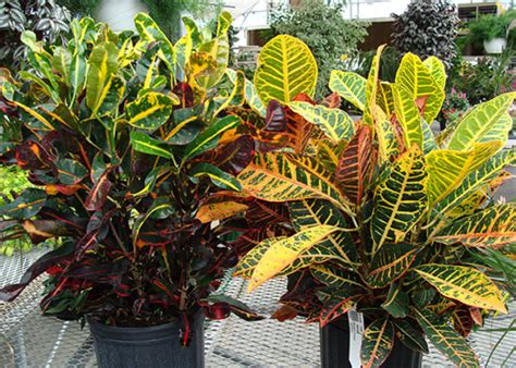 How To Grow And Care For Your Croton Houseplant A Beginners Guide