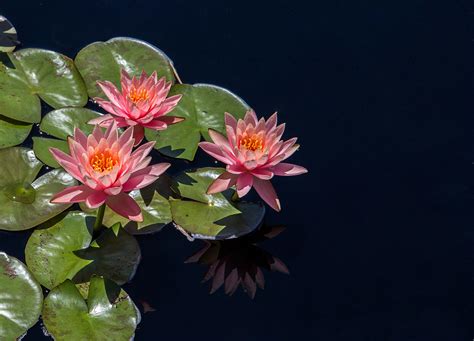509 945 Fotos Y Imágenes De Flor De Loto Gratis · Banco De Fotos Gratis