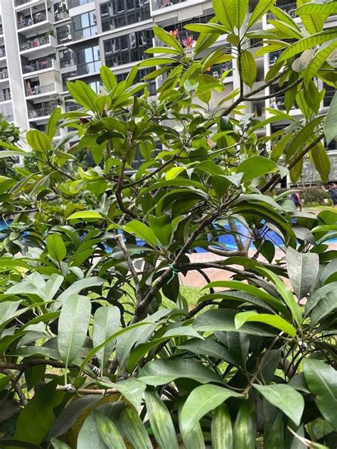 Tall Lush Chiku Tree Furniture And Home Living Gardening Plants