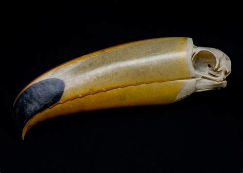 Skull Binding Bird Photos Capture Incredible Shots Of Birds