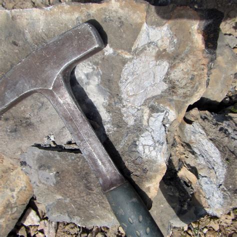 Bone Fragments White In Gray Tan Sandy Limestone Matrix As First