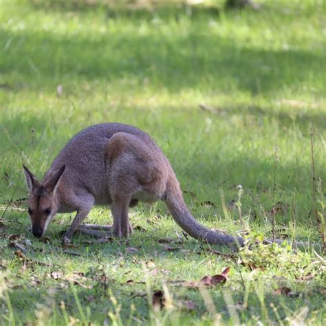 Venman Bushland National Park Australia Everything You Need To Know