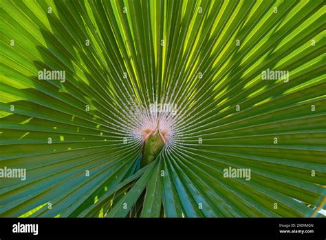 Close Up Dense Leaves Tropical Leaf African Sabal Fan Palm Tree