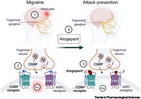 专注偏头痛治疗领域，自研药物qulipta再获新适应症cgrp偏头痛适应症药物 健康界