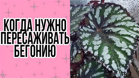 БЕГОНИИ ДЕКОРАТИВНОЛИСТВЕННЫЕ/КОМНАТНЫЕ ЦВЕТЫ - YouTube