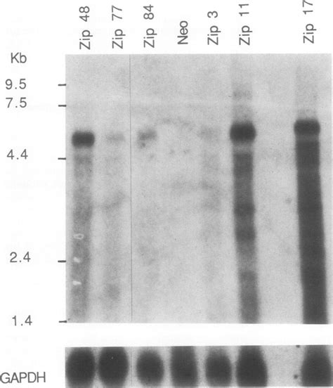 Northern Blot Analysis Of Total Mrna Isolated From Tgfa Producing Download Scientific Diagram