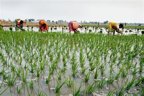 Vida Indiana Da Vila Foto Editorial Imagem De Rural