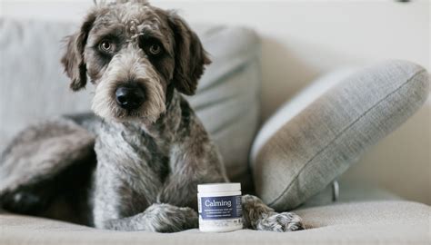 How The Oral Microbiome Affects More Than Just Your Pets Teeth Fera Pets