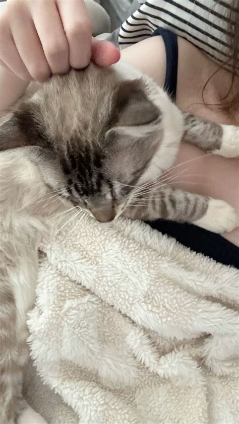 Kitten Birthday Post Instagram Cute Messy Hairstyles Kittens