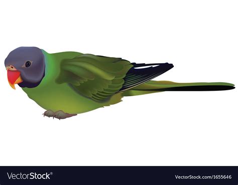 Green Parrot Royalty Free Vector Image Vectorstock