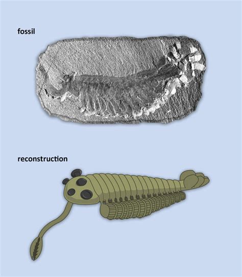 What Caused The Cambrian Explosion Modern Practices In Marine Science