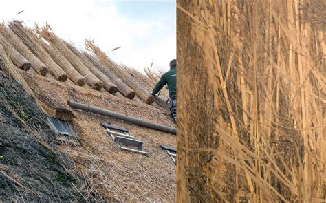 Huisveendams Bio Laminates Renewable Carbon News