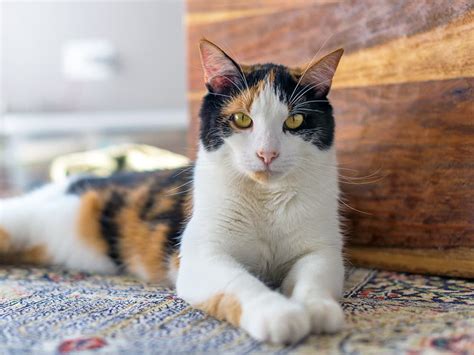Calico Cat Breeds And Patterns—what You Need To Know