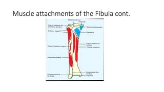 Muscle Attachments Of The Fibula Pptx