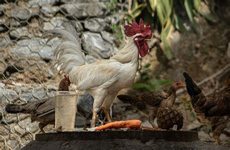 Visão De Cria Mate Festival 2025