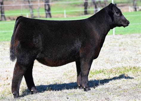 Conley A1 Sexed Female Cattle Visions