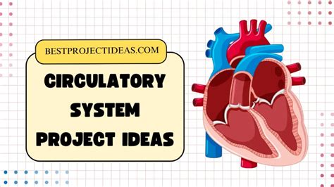 Circulatory System Project Ideas