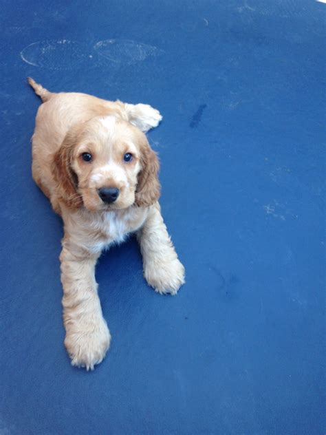 Shadow The Scottish Cocker Spaniel 11 Weeks Old