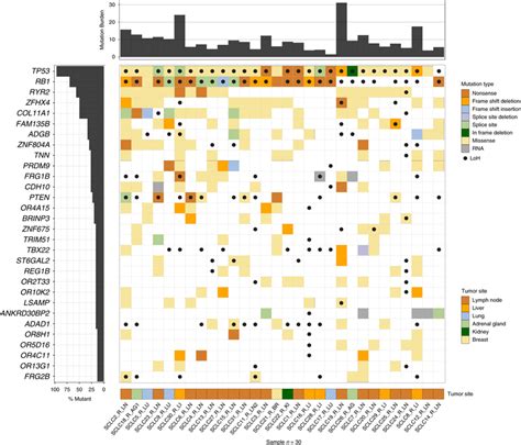 Significantly Mutated Genes In Relapsed Sclc Mutation Burdens